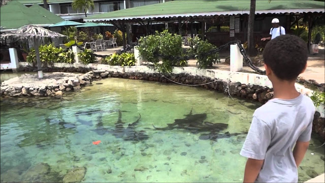 Shark Pond ( Union Island ) SVG - YouTube