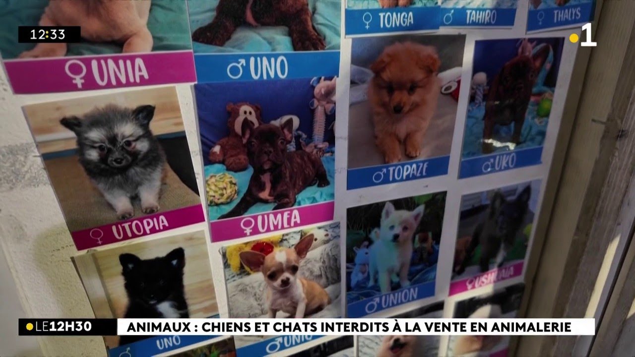 Depuis le 1er janvier, les animaleries ont l'interdiction de vendre des ...