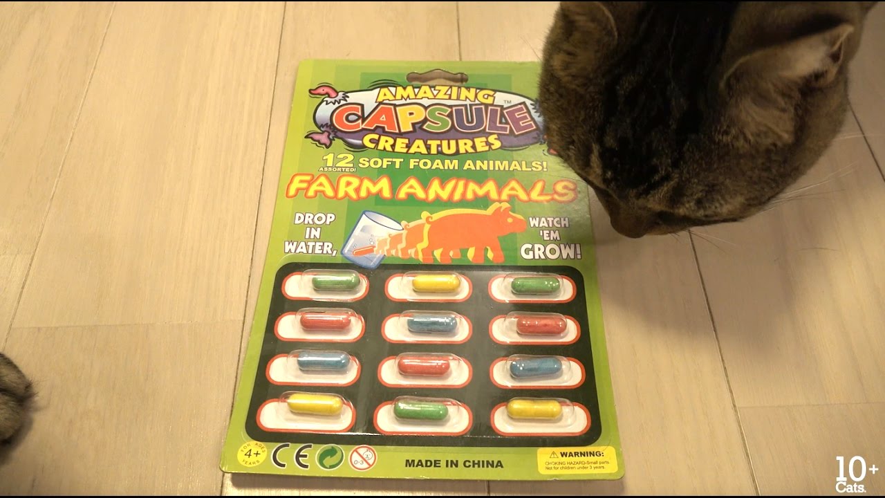 Amazing Capsule Creatures 水で膨らむおもちゃで遊ぶ猫たち - YouTube
