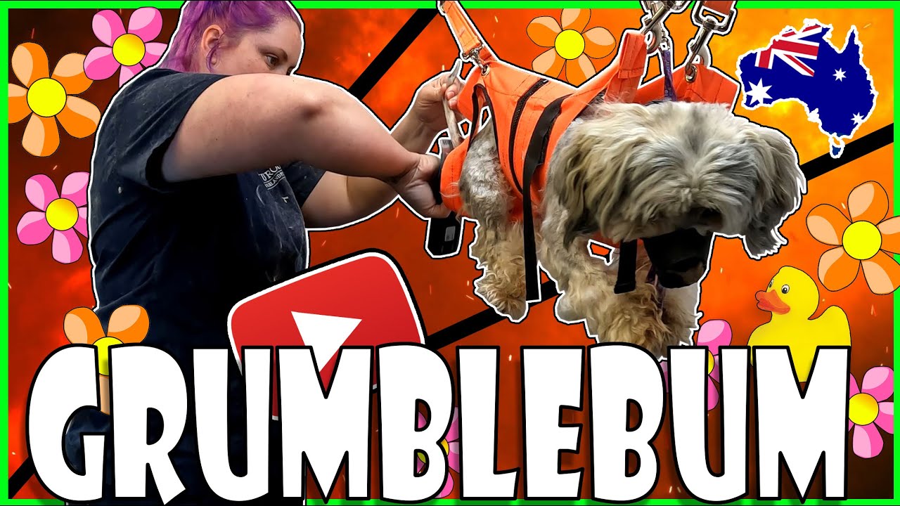 GRUMBLEBUM. This dog should have been SEDATED - YouTube