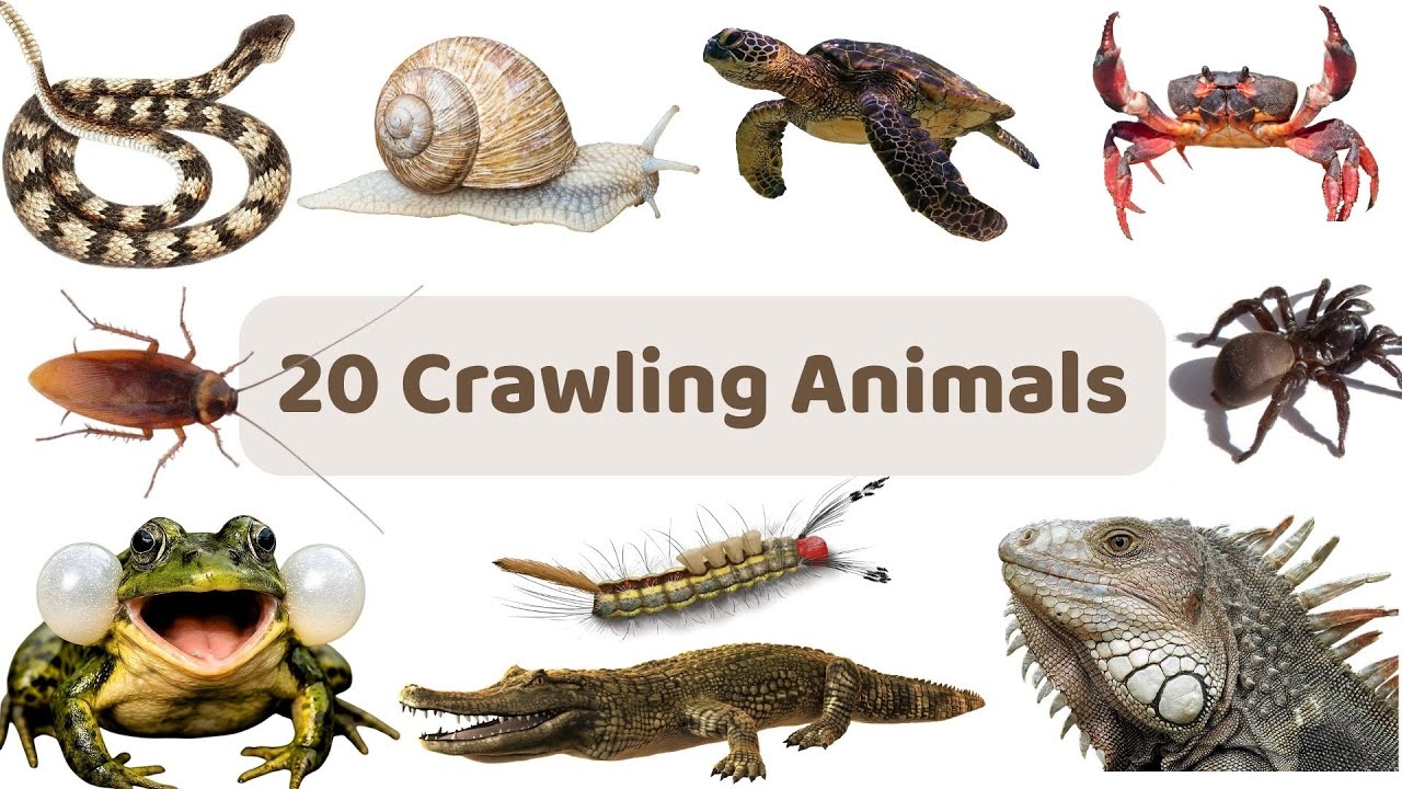 Learn 20 Crawling Animals For Kids In English| Animal Names & Actions ...