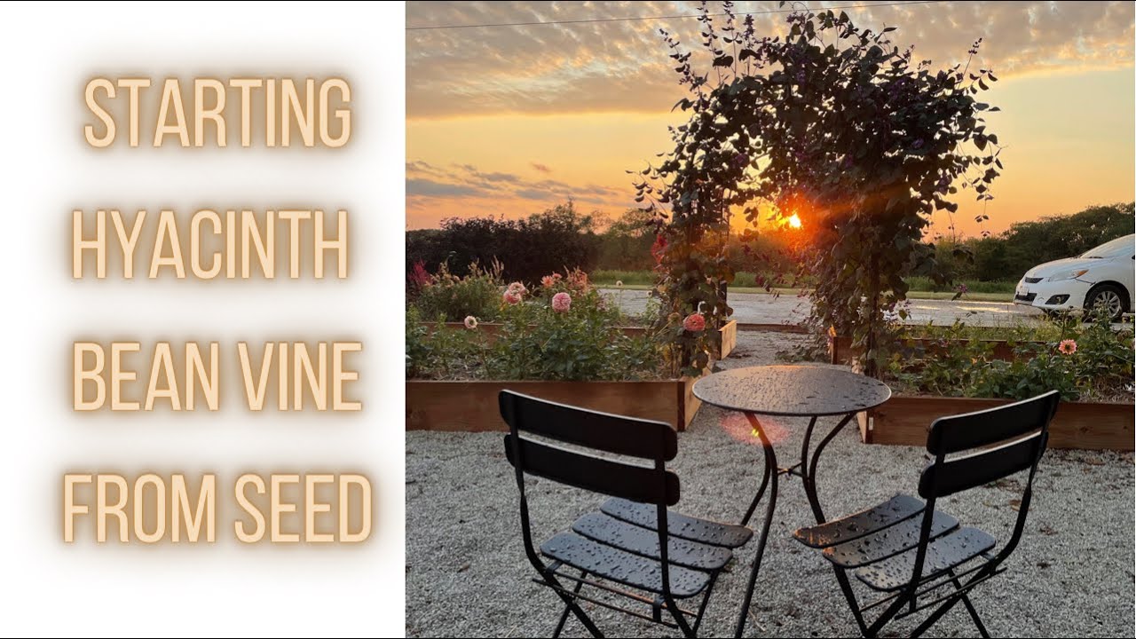 HOW TO START Hyacinth Bean Vine From Seed And Care Instructions ...