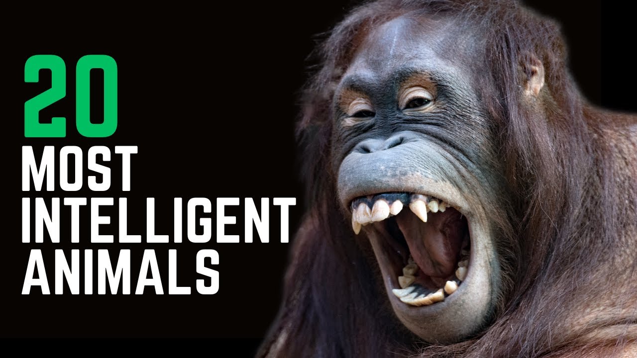 30 Most Intelligent Animals - YouTube