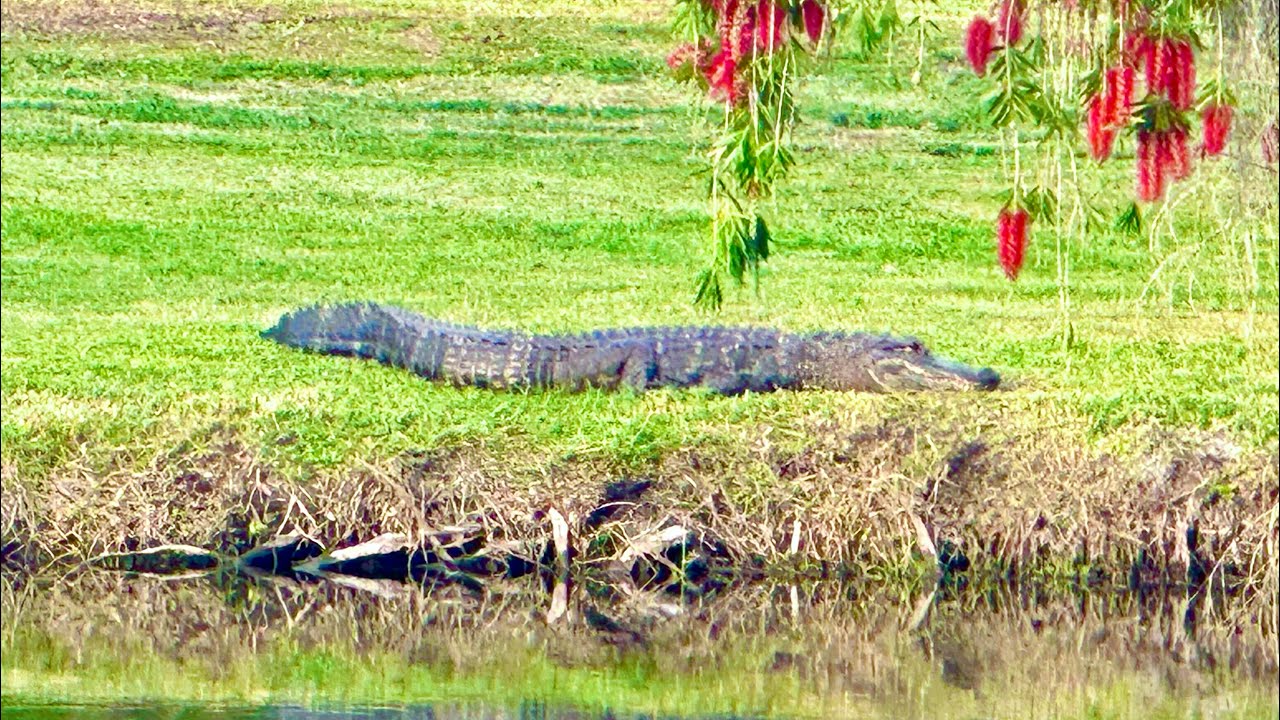10 feet long Gators 🐊 at White city Park port st lucie, Beautiful ...