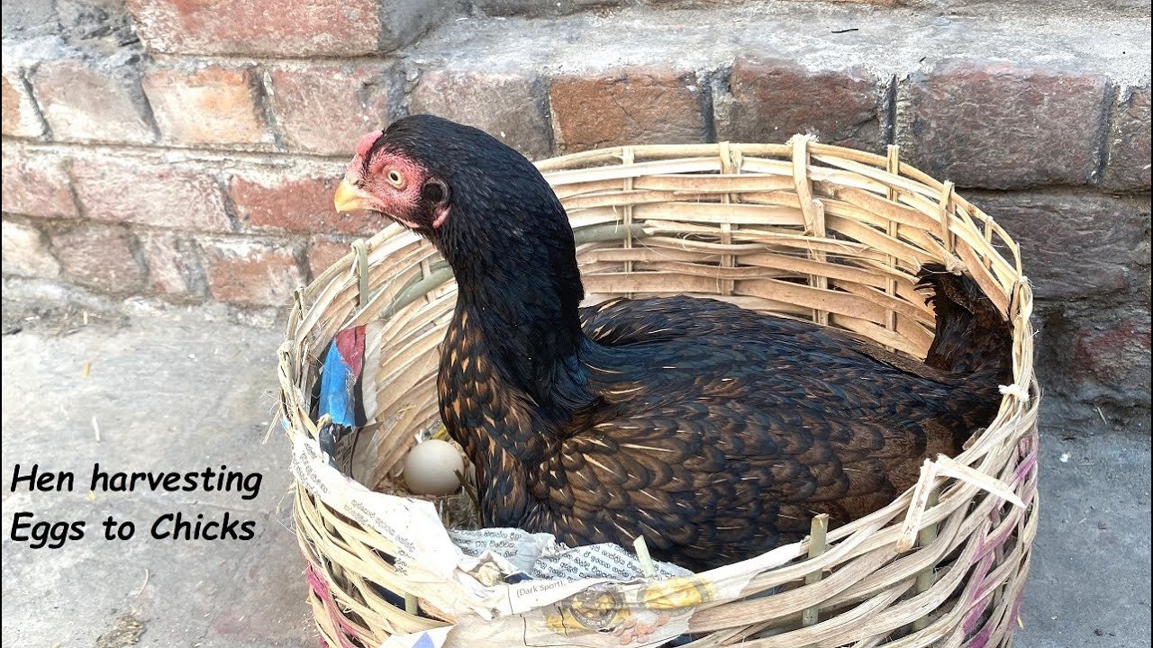 Hen Harvesting Eggs to chicks - Hen Harvesting Pan baskit - YouTube