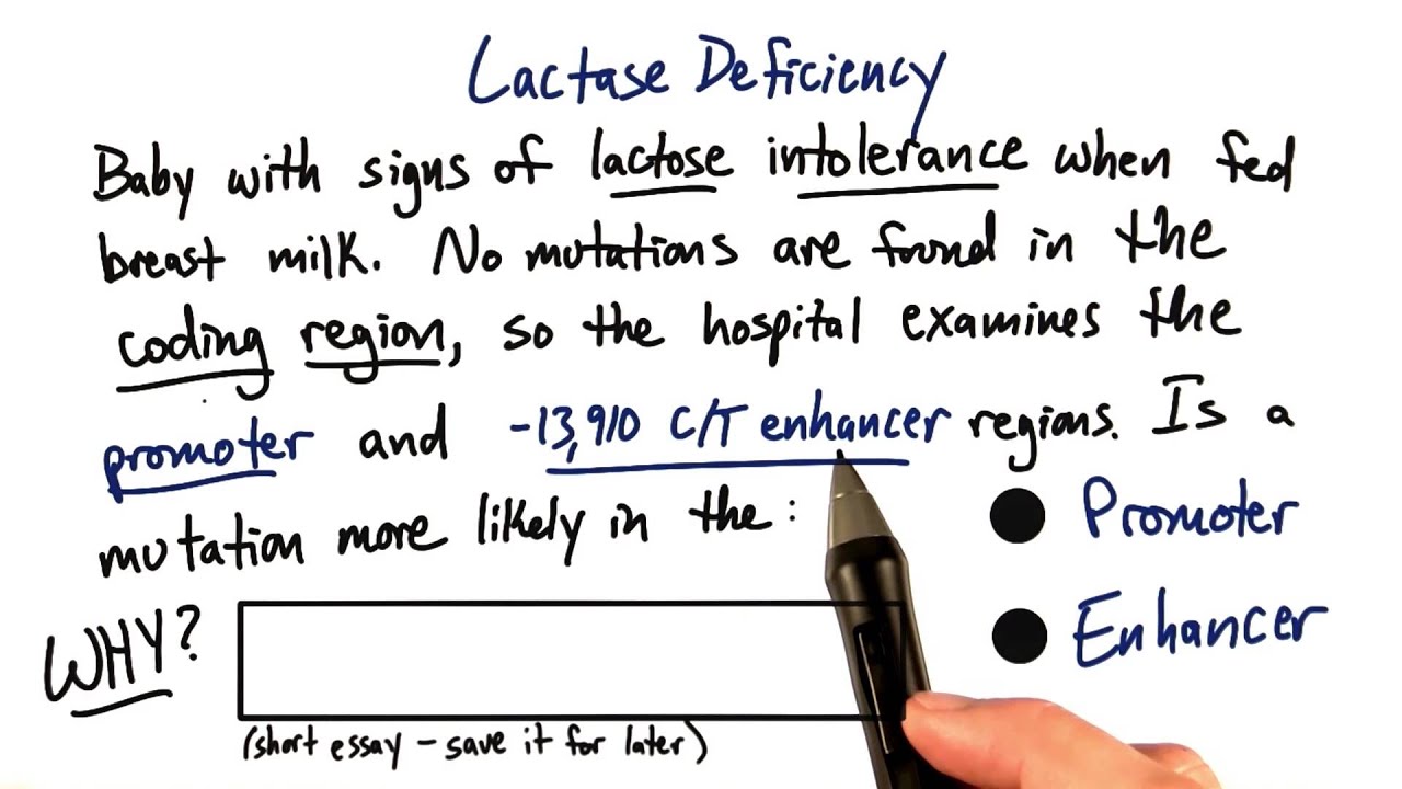 Lactase Expression Assessment - Tales from the Genome - YouTube