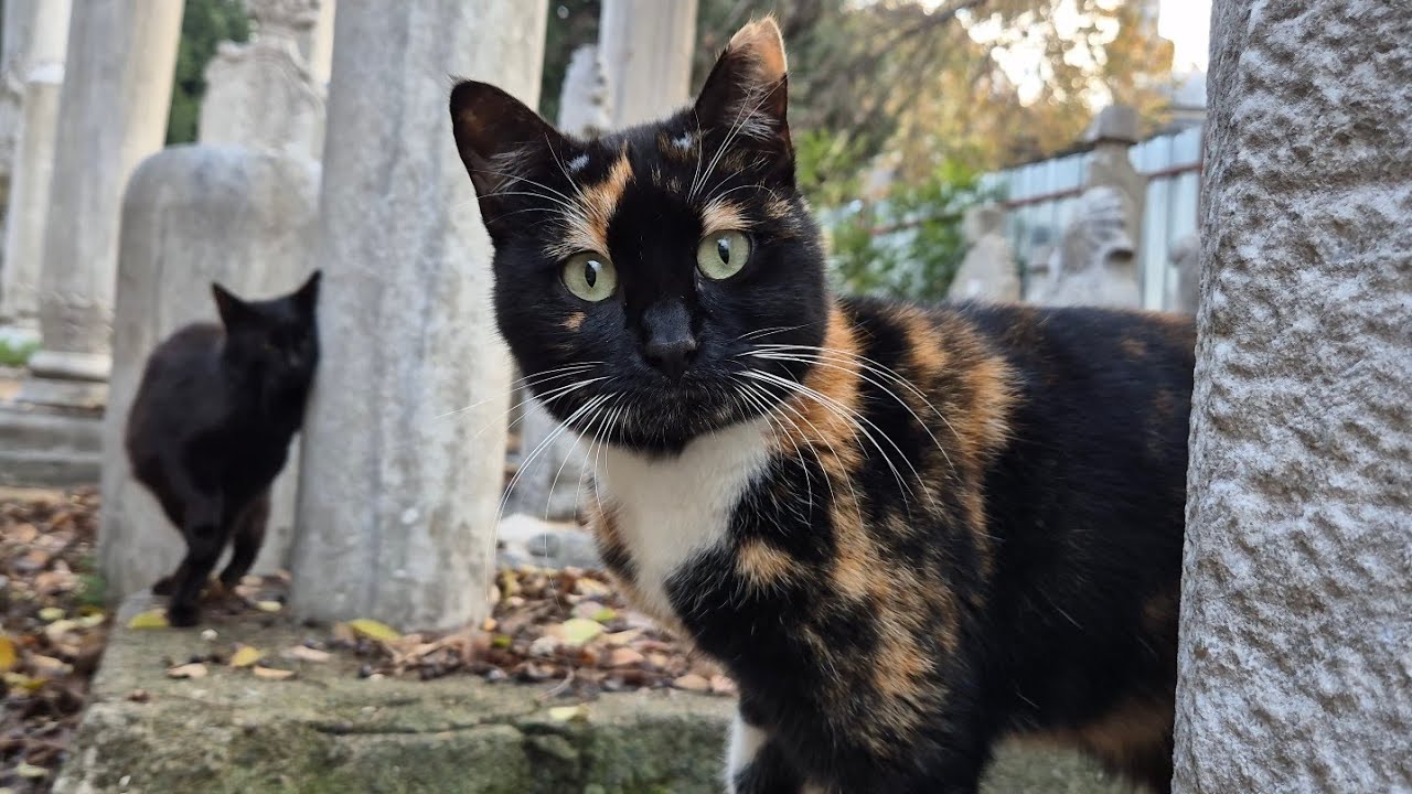 Street cat with magnificent colors. - YouTube