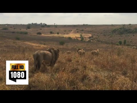 Lion | NO Copyright | Free Use | Full HD Video #01(4) - YouTube