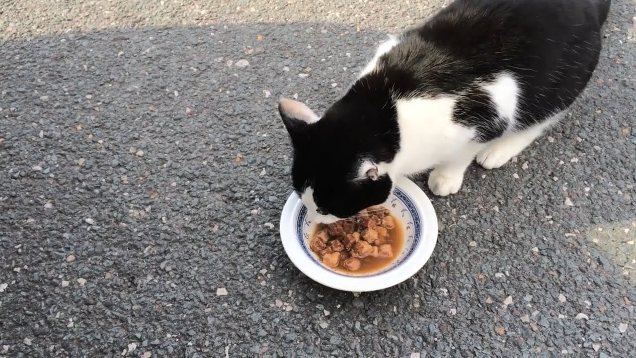 a cat eating his lunch - YouTube