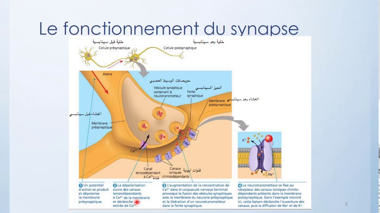 la synapse - YouTube
