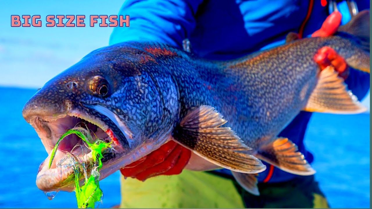 Big fish in Sylhet canal ! fish 24 ! সিলেট খালের পারে বিশাল বড় মাছের ...
