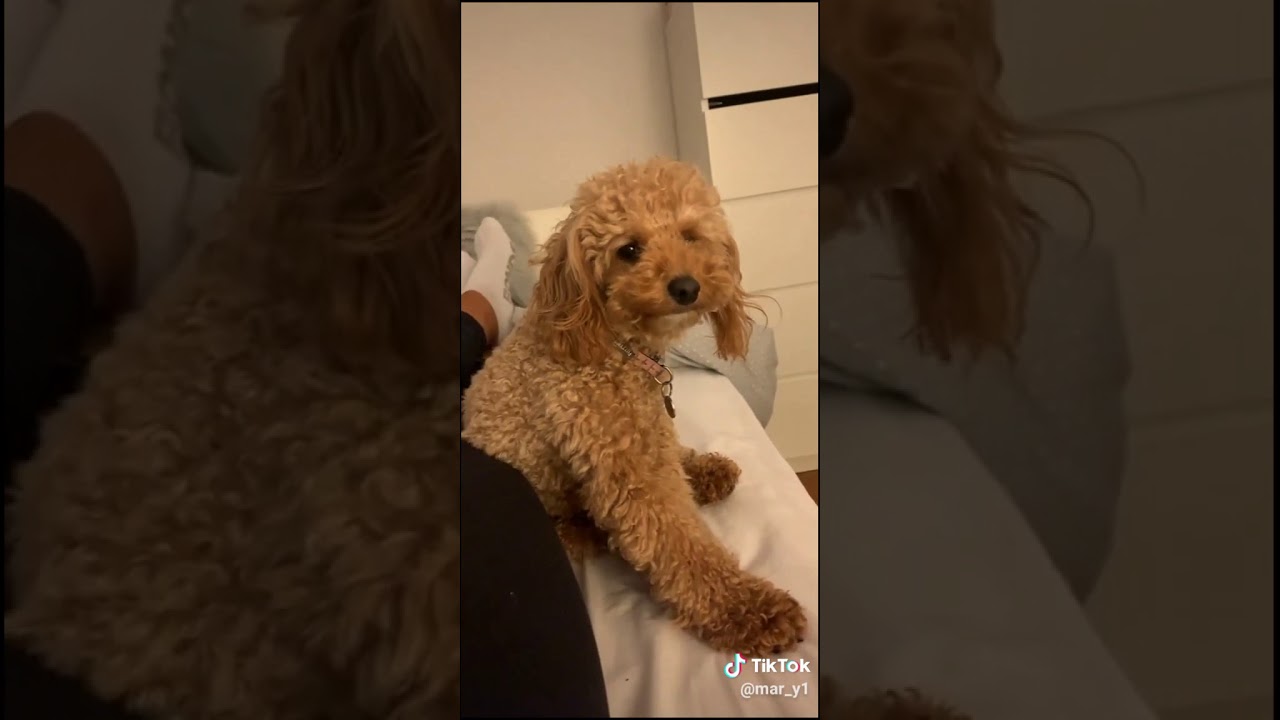Dog is Vibing to her Singing - YouTube