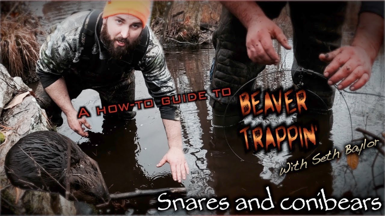 How to Trap Beavers | An Instructive Guide | Snares and Conibears ...