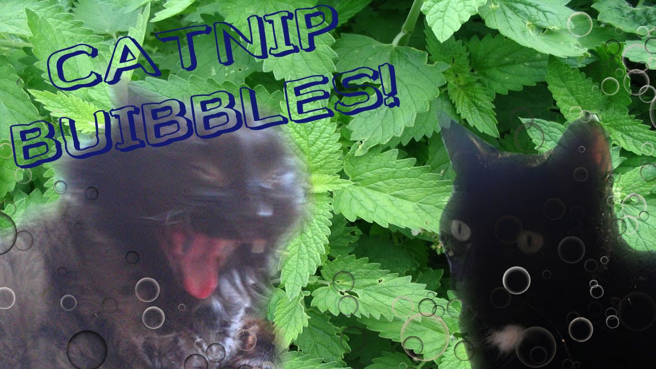 Catnip Infused Bubble Nip Live In Studio Cat Test/ Review - YouTube