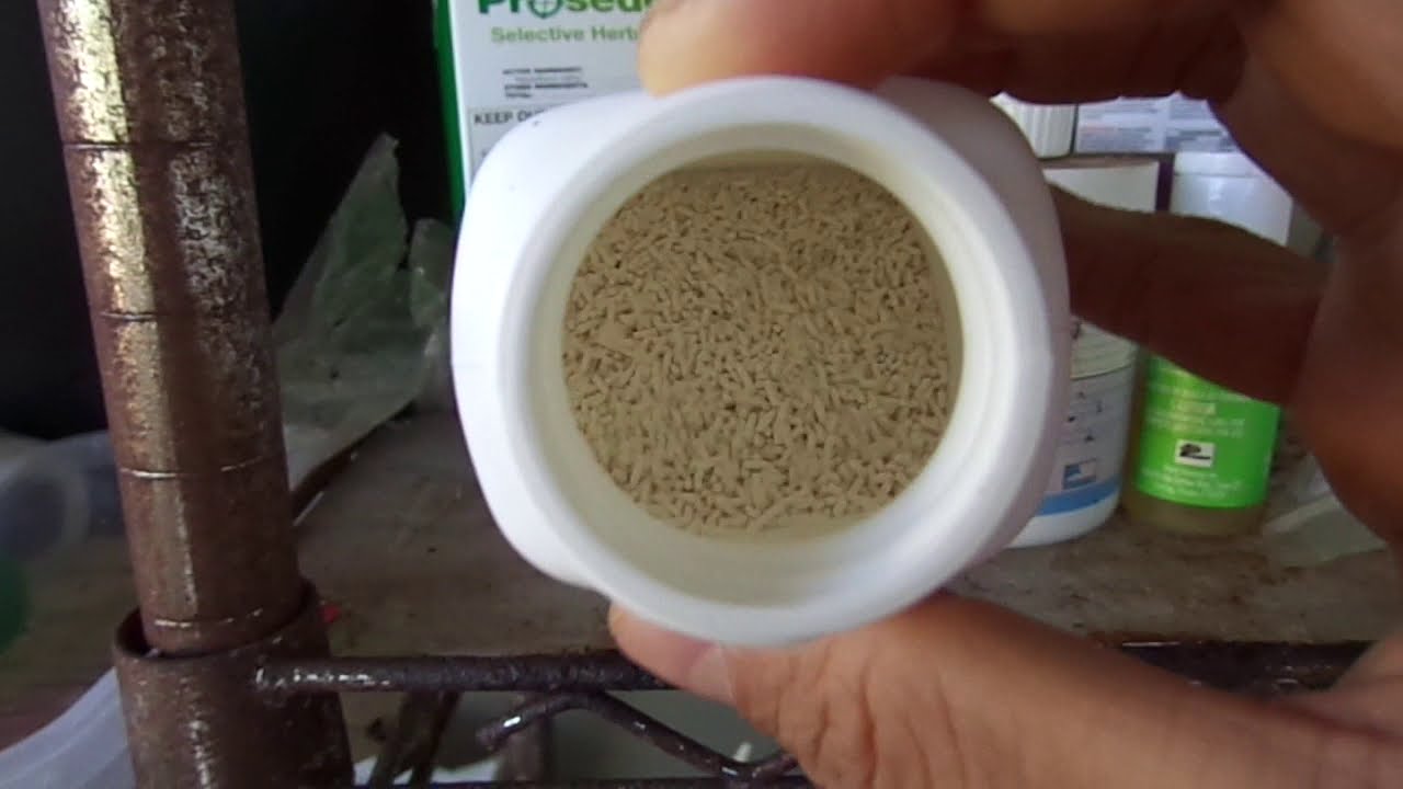 2-3 weeks after usage of Prosedge to kill nut grass showing results ...