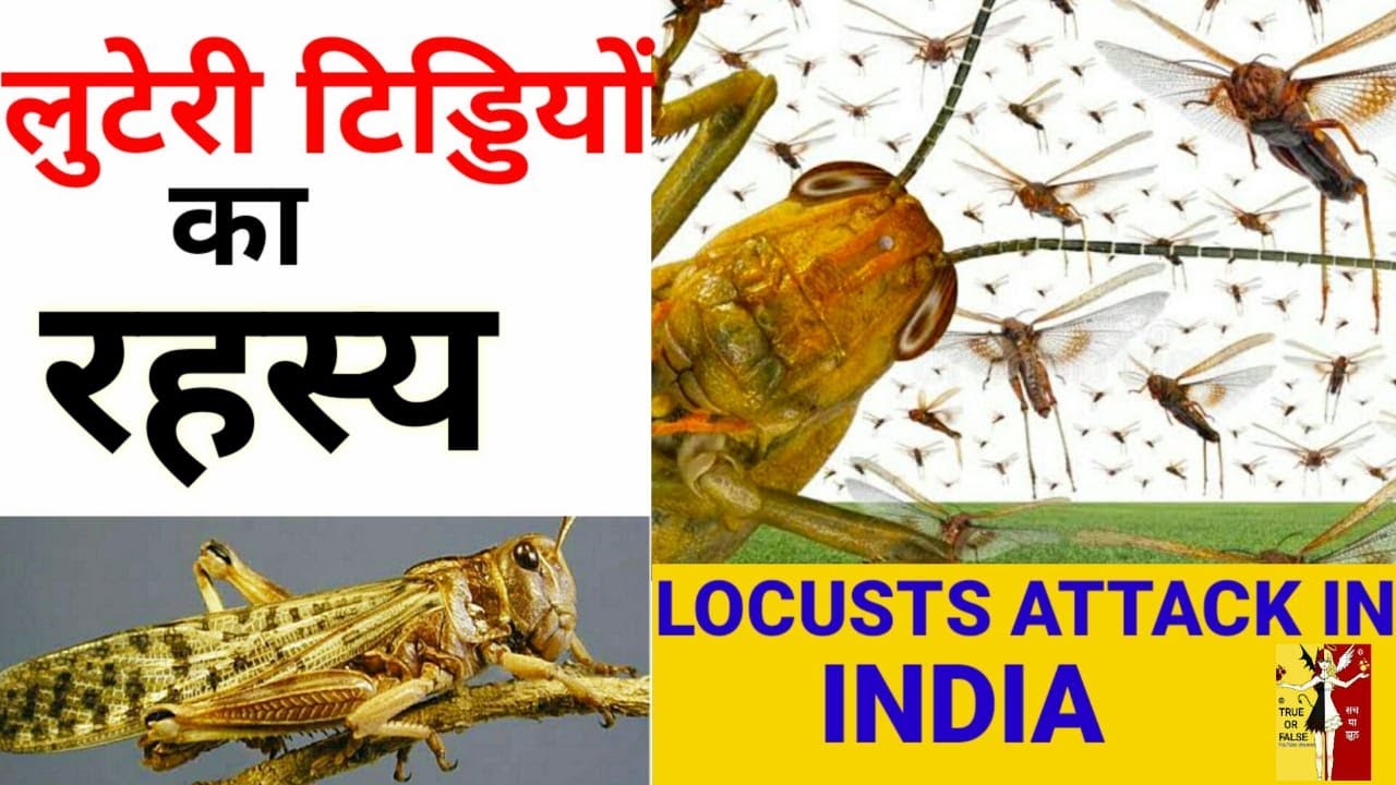 locust attack in india, टिड्डी दल का वीडियो, dal, locust in hindi, # ...