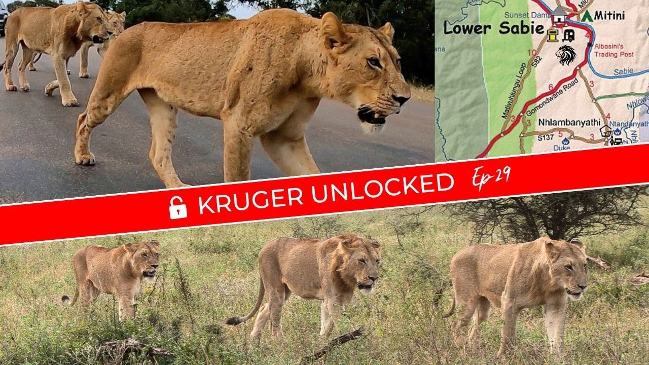 Young VURHAMI Lions On a Mission Searching for Pride & Prey! - YouTube