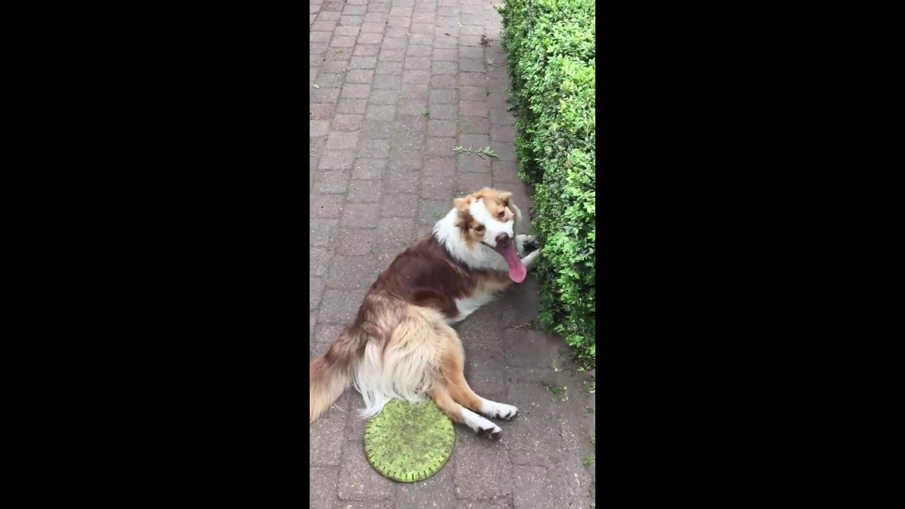 exercise induced collapse Border Collie - YouTube