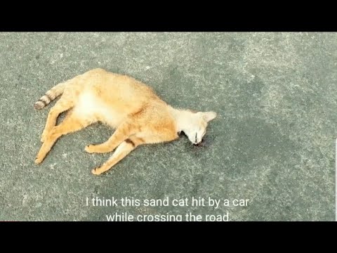 Attempt To Rescue a Sand Cat in a car accident but lost life Emotional ...