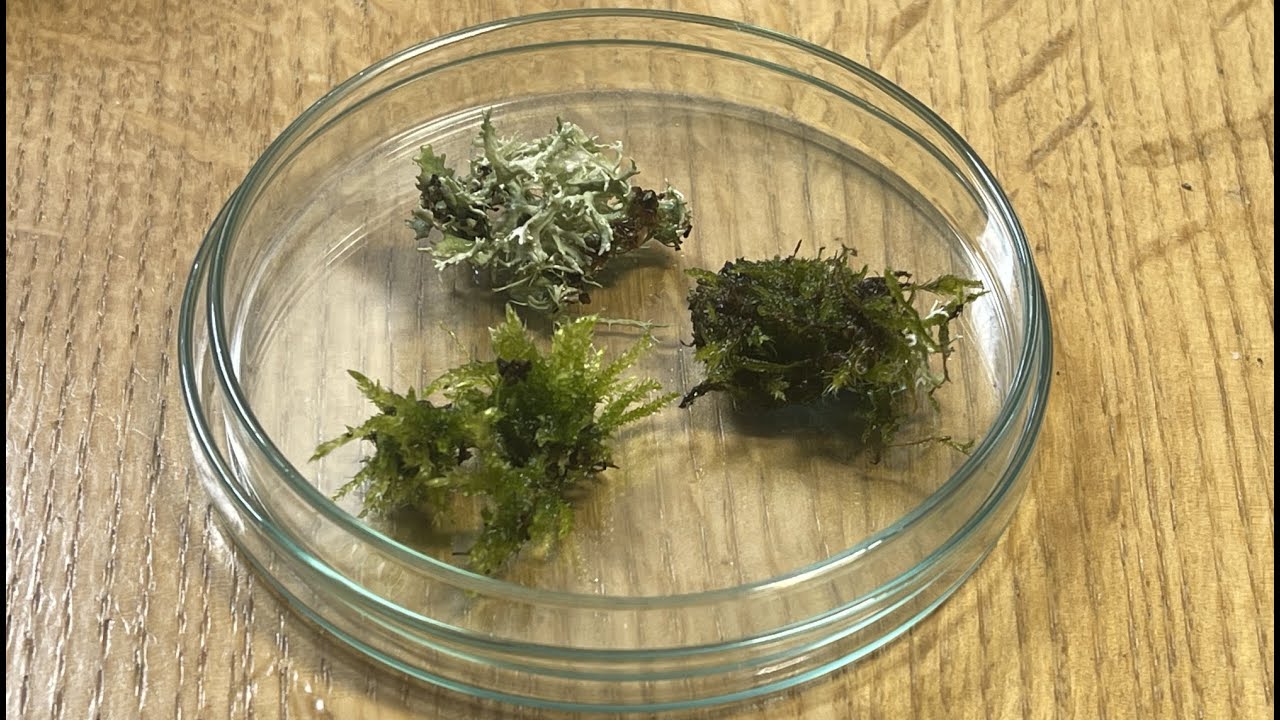 Moss Piglets (Tardigrades), Ciliate (Suctoria), Nematodes and Rotifers ...