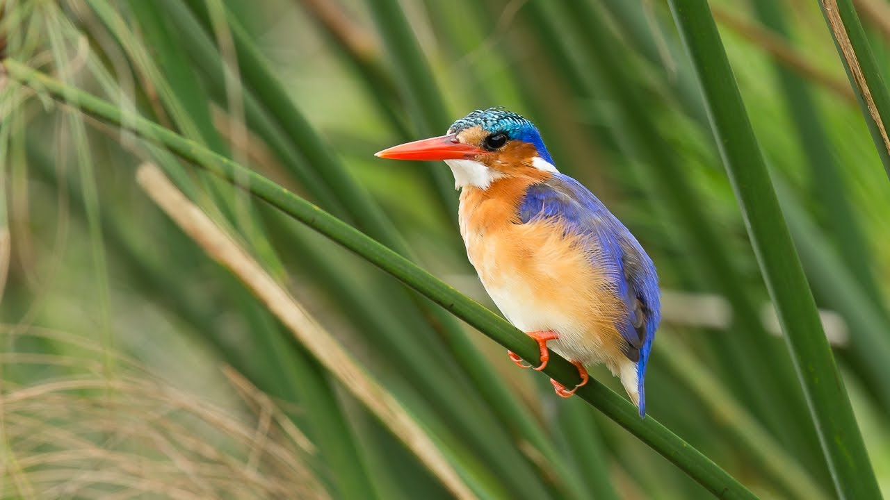 Birding Uganda 2018 1/12 Entebbe, Mabamba swamp - YouTube