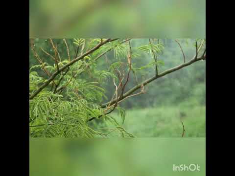 Samet Demir - SON MESAJIM