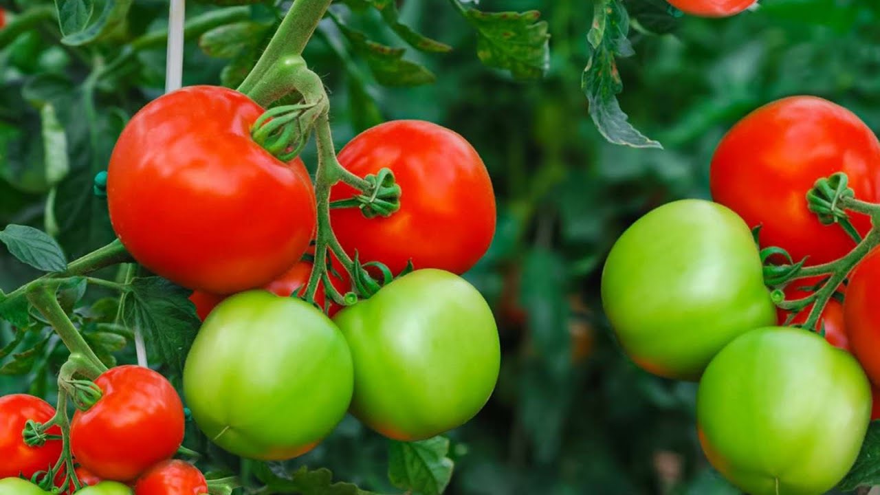 how to grow tomato havest at home 10 fut long tomato plant - YouTube