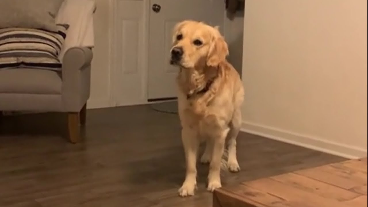 Sleeping Golden Retriever is always on duty as guard dog - YouTube