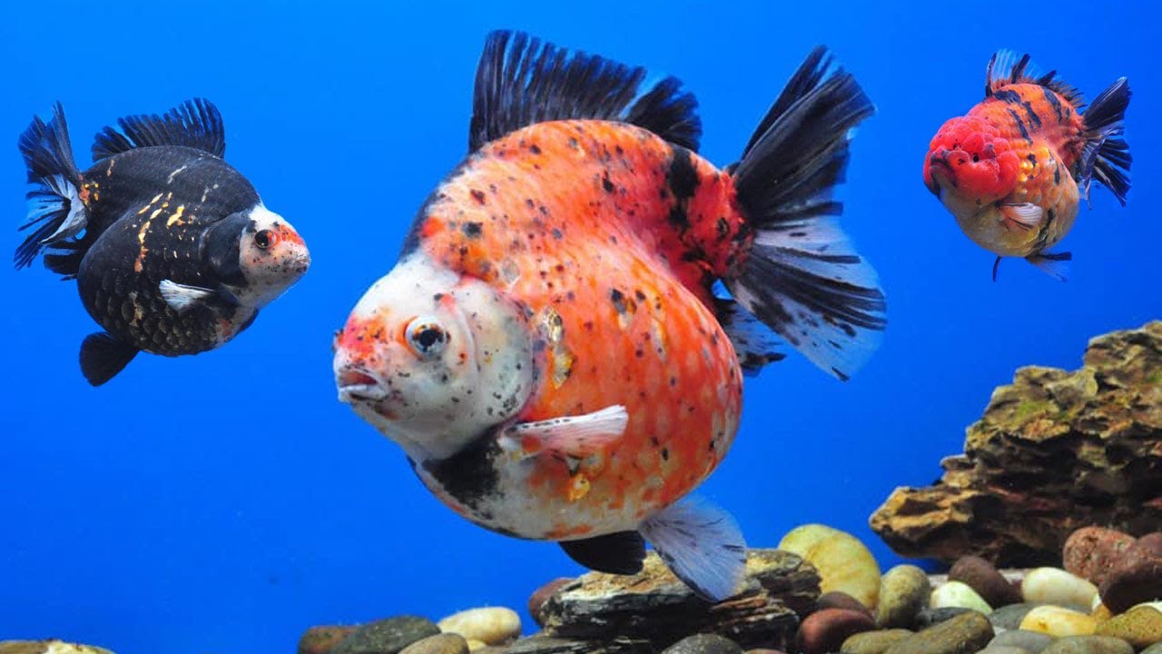 Top Grade goldfish | Goldfish Farm - YouTube