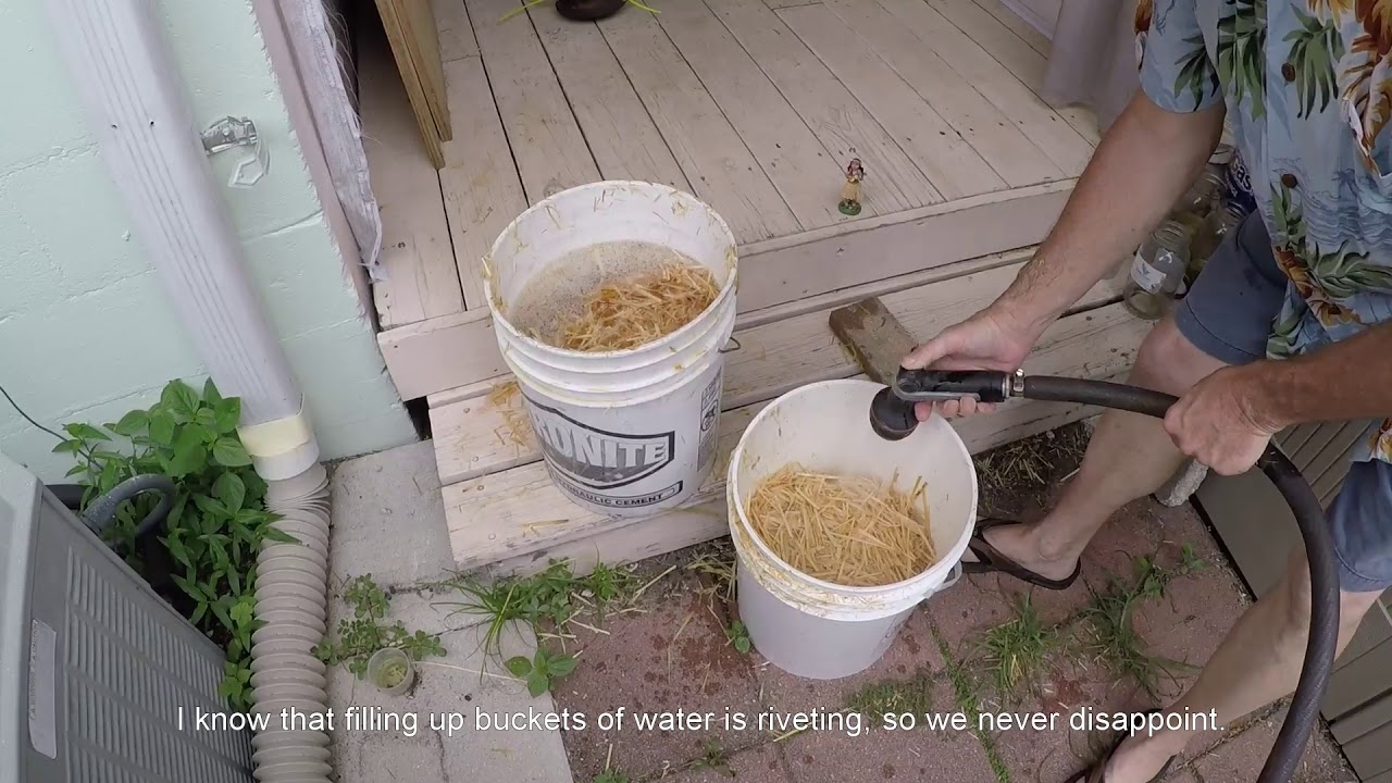 Preparing Blue Oyster Mushroom Substrate via Cold Fermentation Method ...