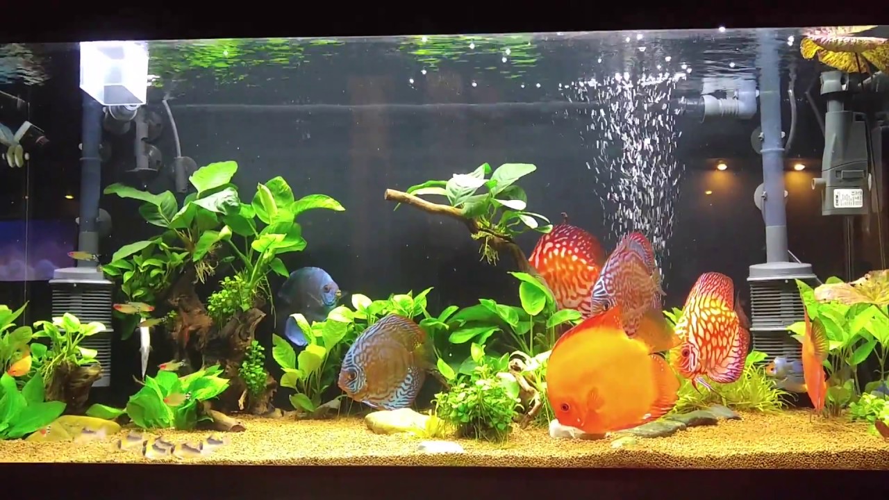 My old discus aquarium - YouTube