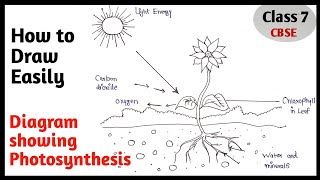 How to draw Photosynthesis Diagram Easily Step by Step ... | Doovi