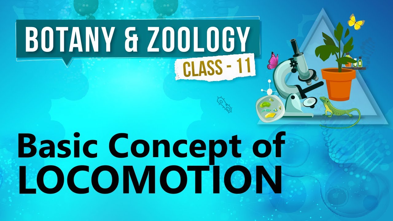 Basic Concept of Locomotion - Human Skeleton & Locomotion - Biology ...