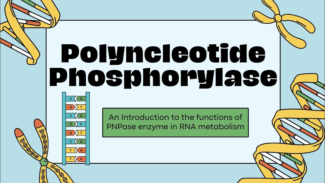 The role of PNPase ( polynucleotide phosphorylase ) - YouTube