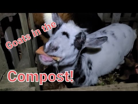 COMPOSTING GOATS 🤣 Goats in the Compost Bin! Can GOATS eat KITCHEN ...