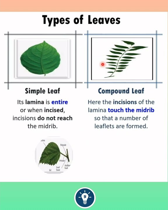 Simple vs Compound Leaves | Morphology of Flowering Plants Class 11 ...