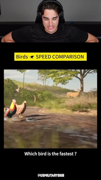Bird Speed Comparison Part 1 - YouTube