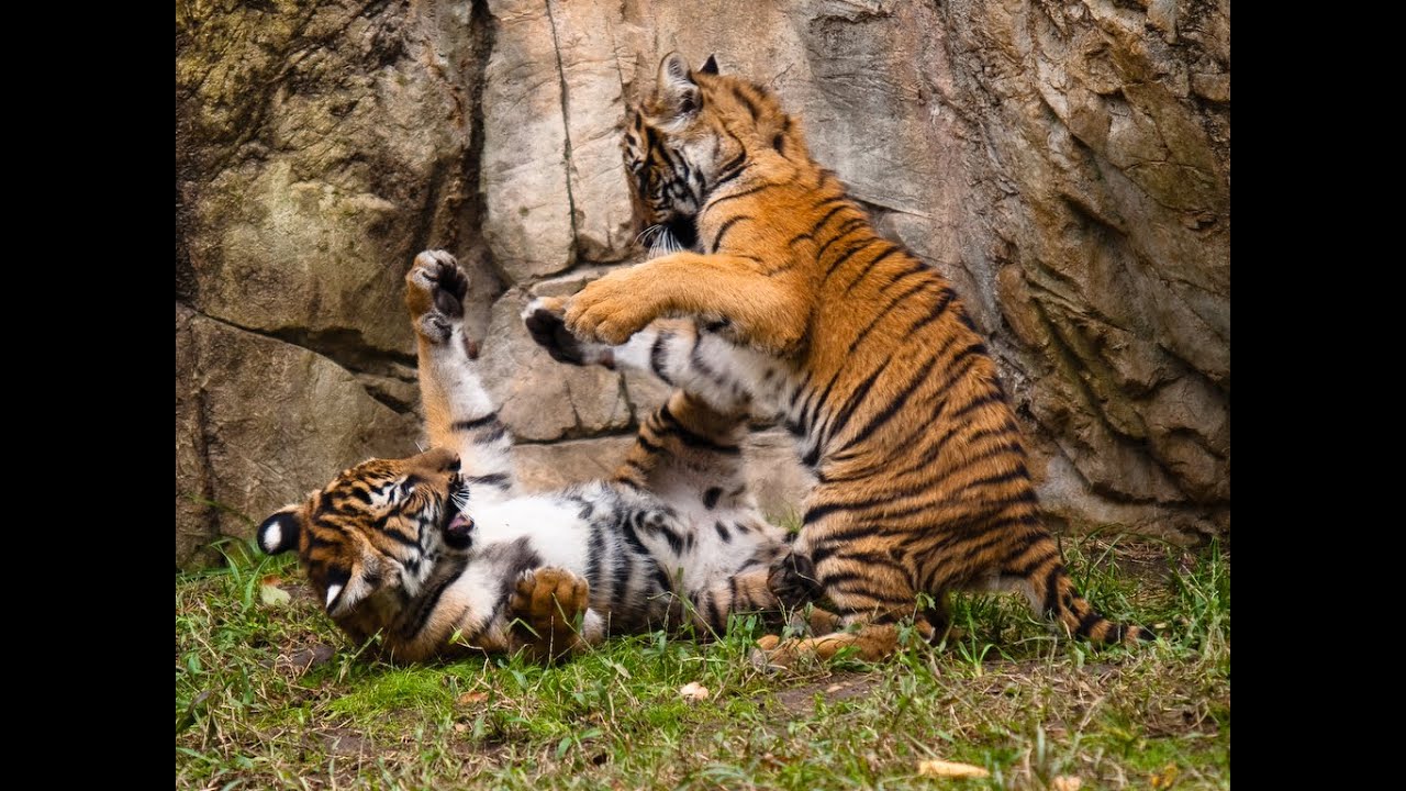 Vincent Ho: Dance of the Tiger Cubs Clark Bryan, piano - YouTube