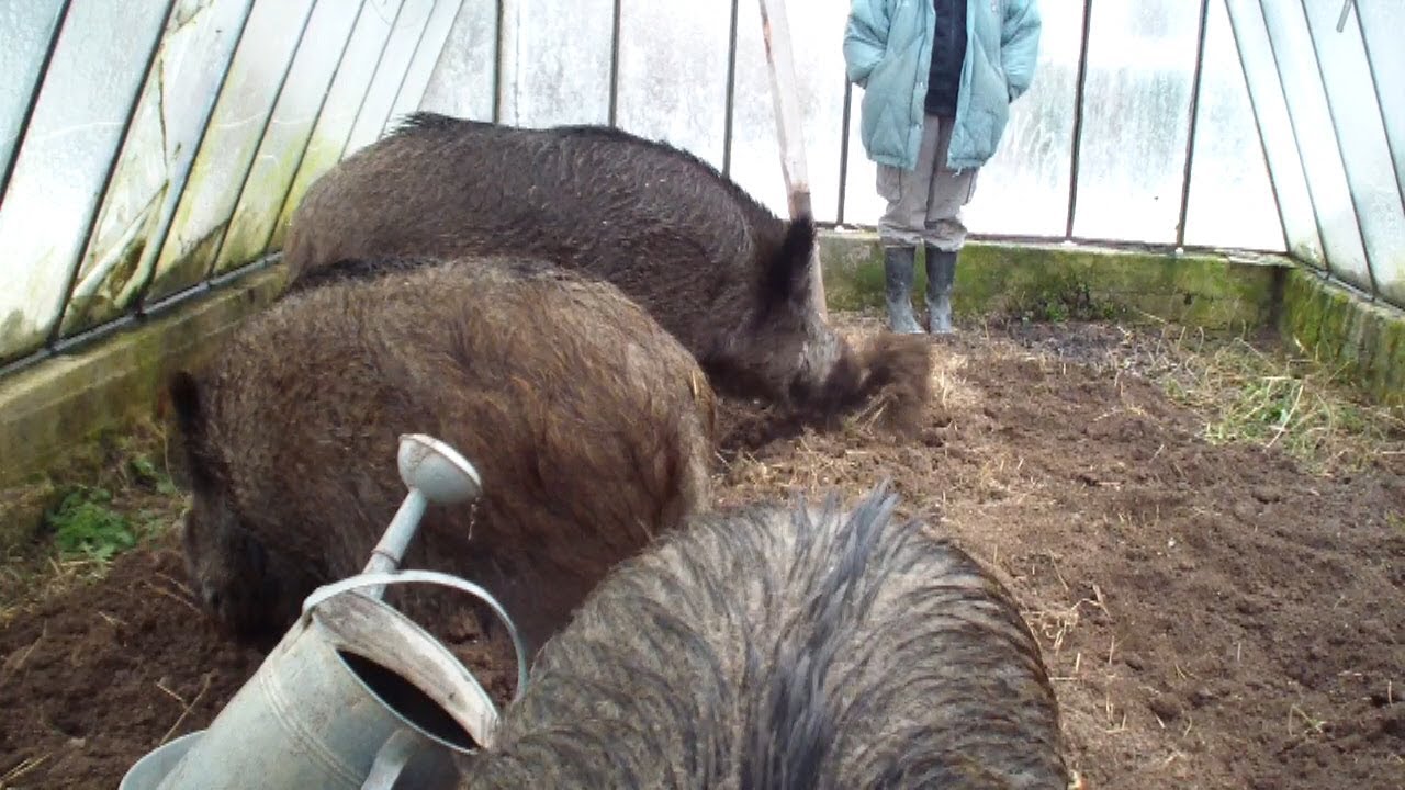 Wild boars as brigade team - YouTube