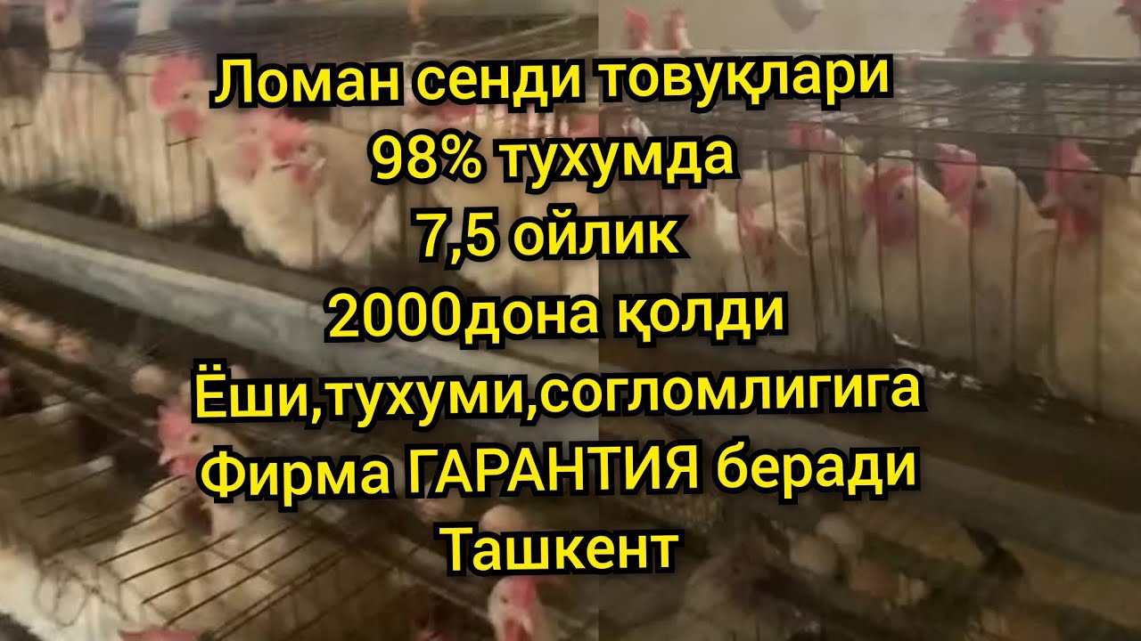 loman sendi tuxum yoʻnnalishi tovuqlar sotiladi 7,5 oylik 98%tuxumda ...
