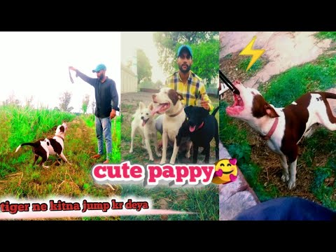 cute pappy🥰// tiger ne grip lgae// tiger ne jump keya// #pitbull #video ...