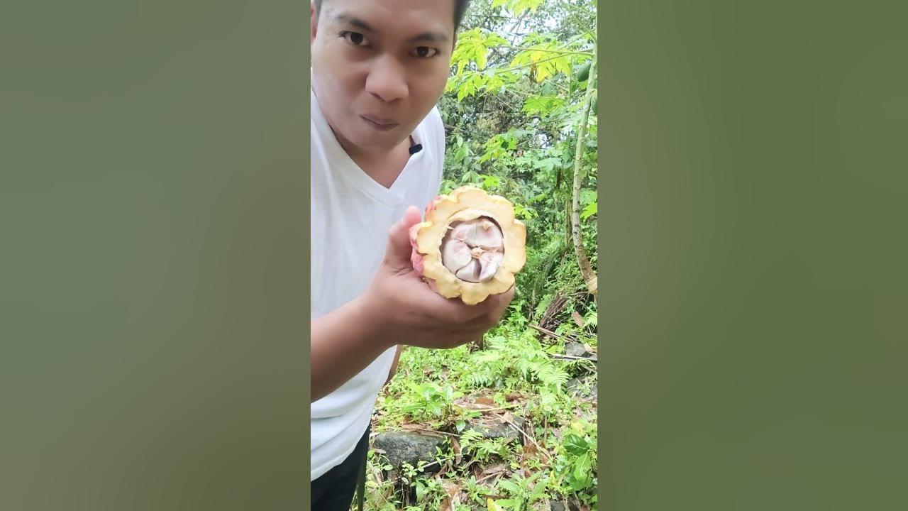 sarap na prutas #cacao #yummy #bukid #bundok - YouTube