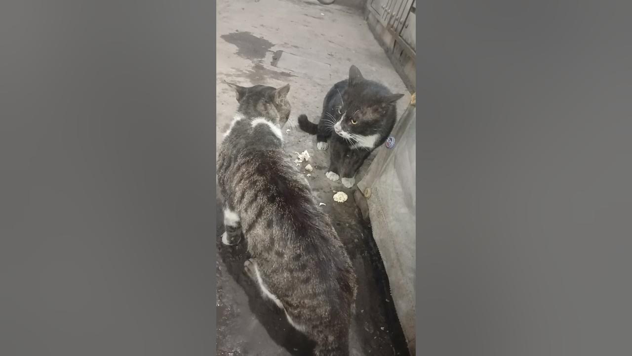 Black keto key fight keto key full fight - YouTube