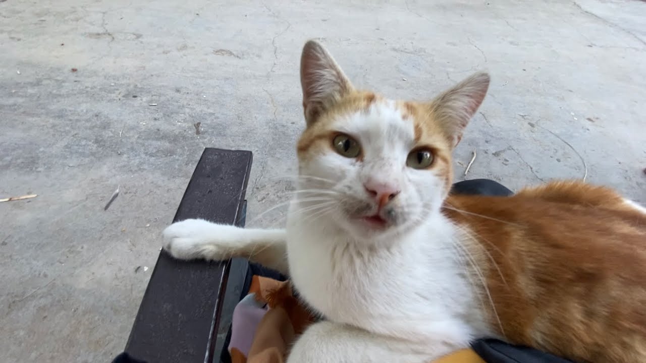This ginger cat came and sat on my feet - YouTube