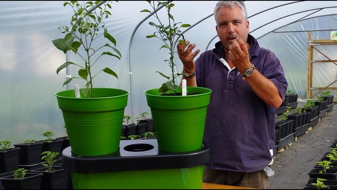 How to use Duogrow Holiday Planter from Greenhouse Sensation - YouTube