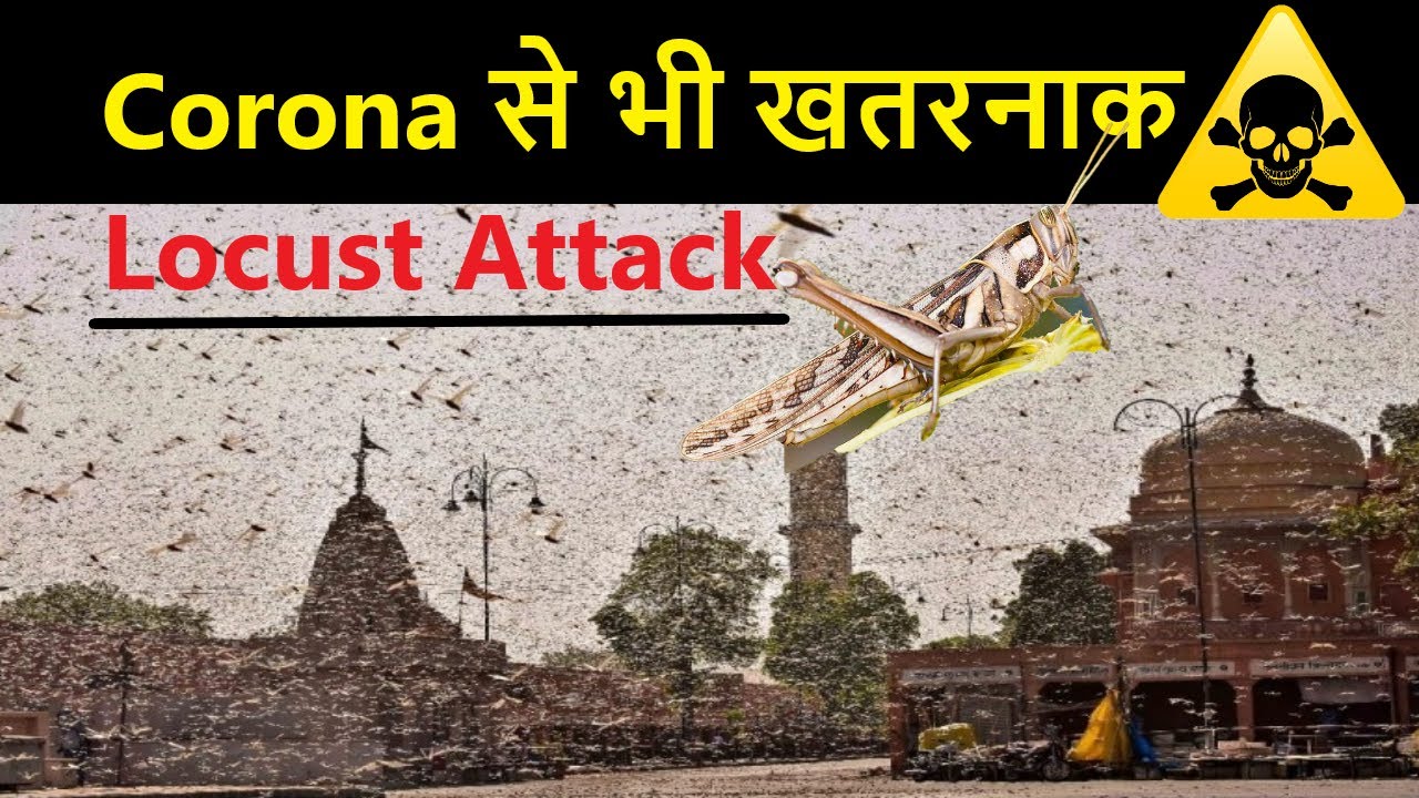 Locust Attack in India 2020: Biggest Locust Swarm in 26 years . All ...