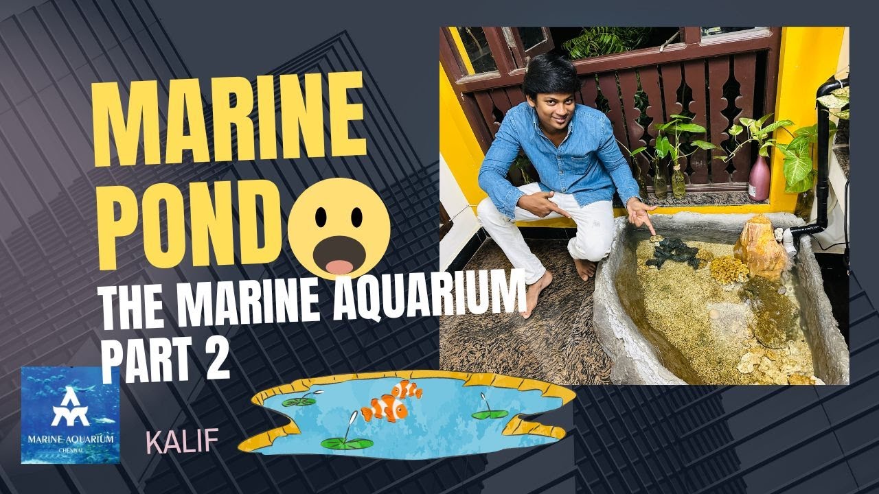 Marine pond in chennai part 2 by THE MARINE AQUARIUM Kalif - YouTube