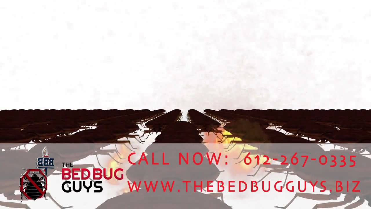 Bed Bug Exterminator Minnesota - YouTube
