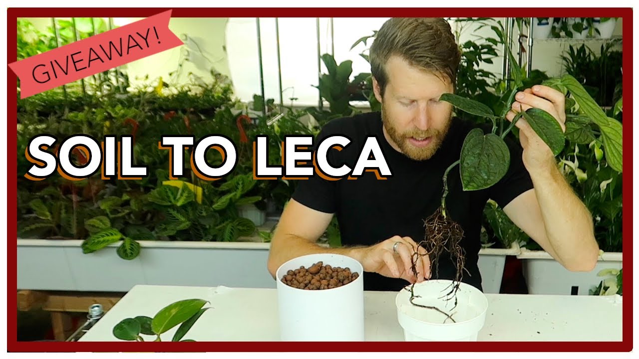 How to Convert Soil to LECA | How to Ep 34 - YouTube