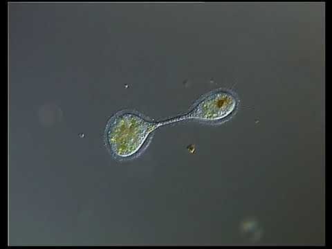 NUCLEARIA AMEBA - YouTube